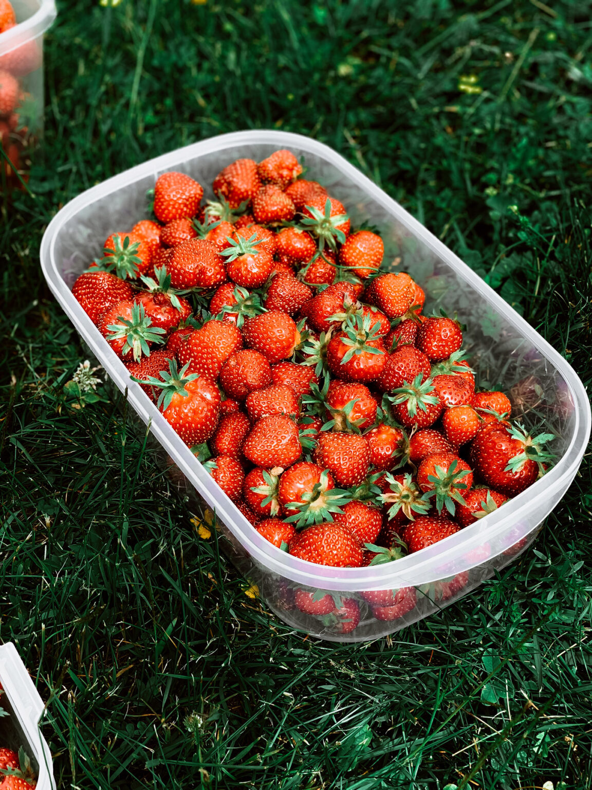 Petits fruits: 10 recettes avec des fraises, framboises ou bleuets ...