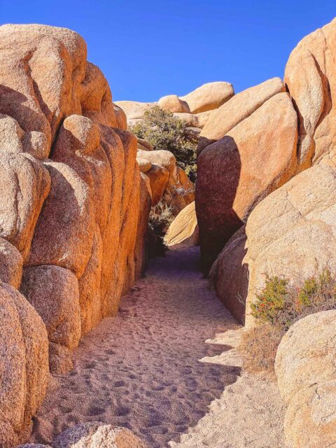 How to plan your visit to Joshua Tree National Park - Urbaine City