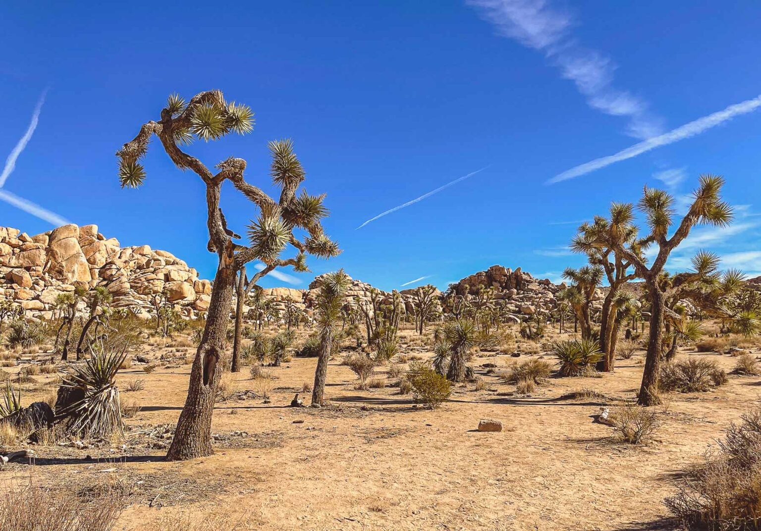 How to plan your visit to Joshua Tree National Park - Urbaine City