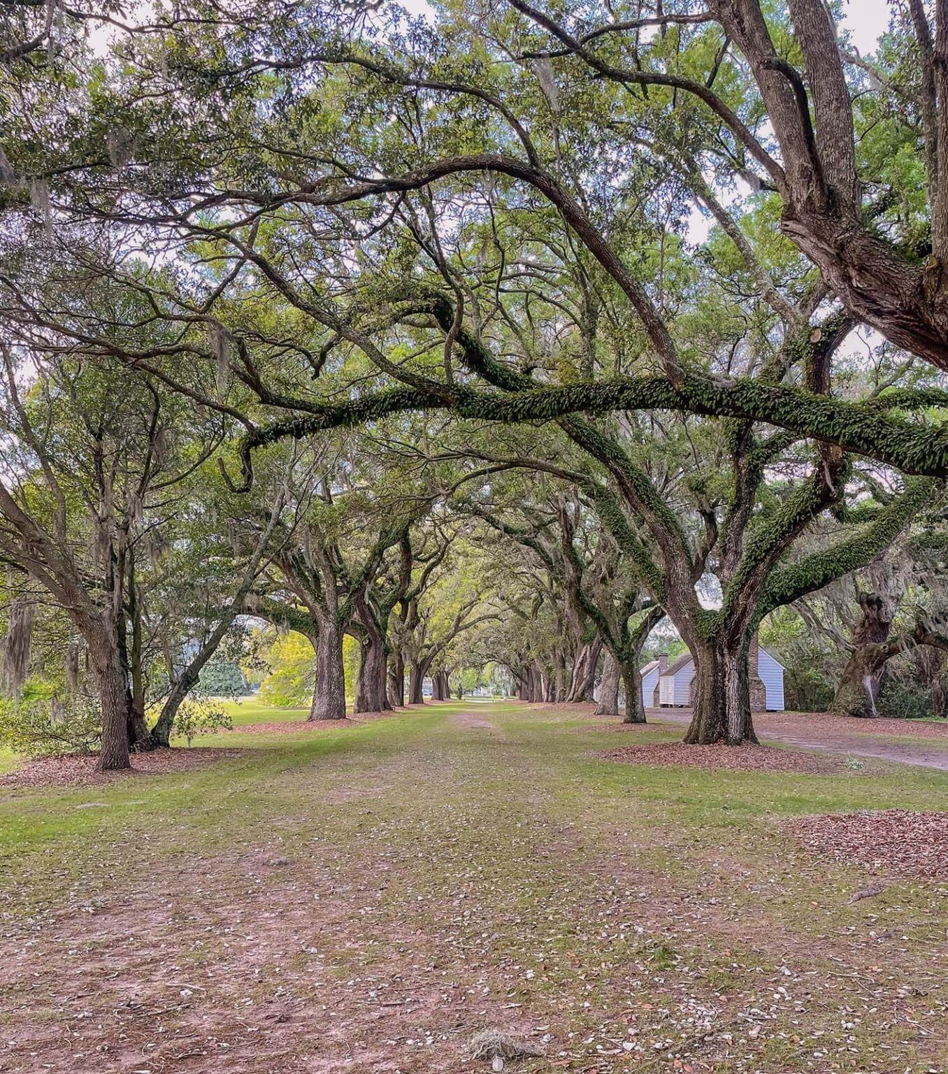 Charleston: 5 plantations to see & how to organize your visit - Urbaine ...