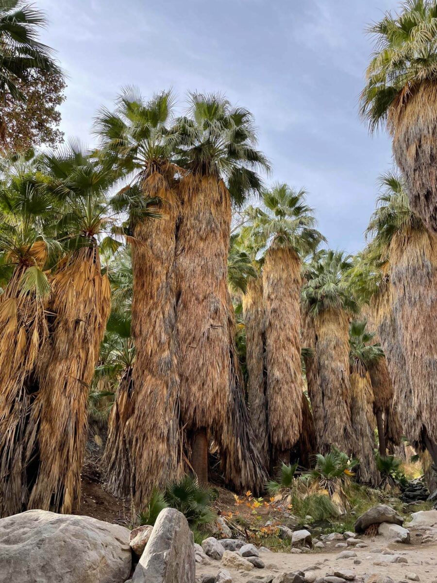 Travel guide: 10 best things to do in Palm Springs - Urbaine City