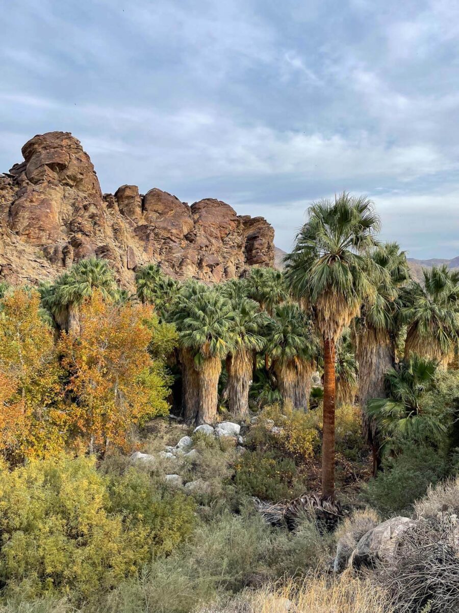 Travel guide: 10 best things to do in Palm Springs - Urbaine City