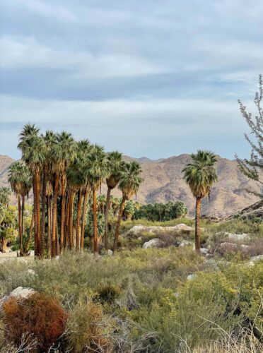 Travel guide: 10 best things to do in Palm Springs - Urbaine City