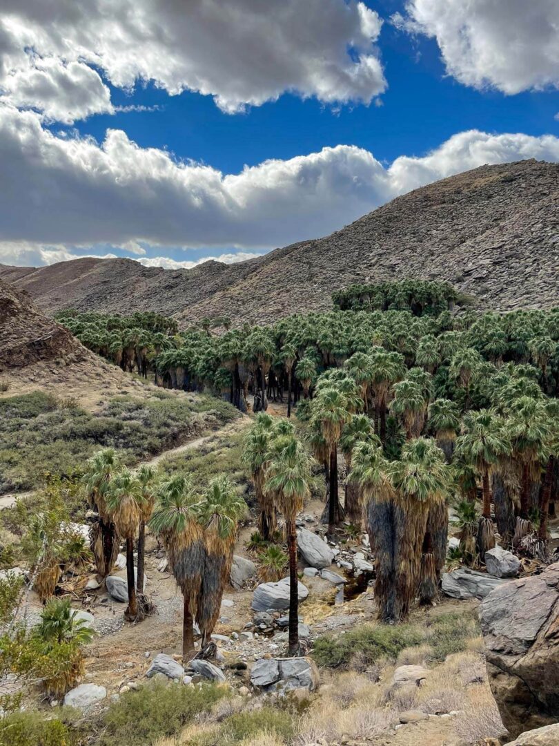Travel guide: 10 best things to do in Palm Springs - Urbaine City