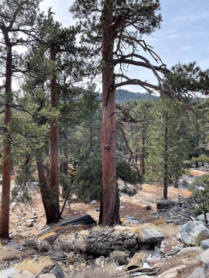 Travel guide: 10 best things to do in Palm Springs - Urbaine City