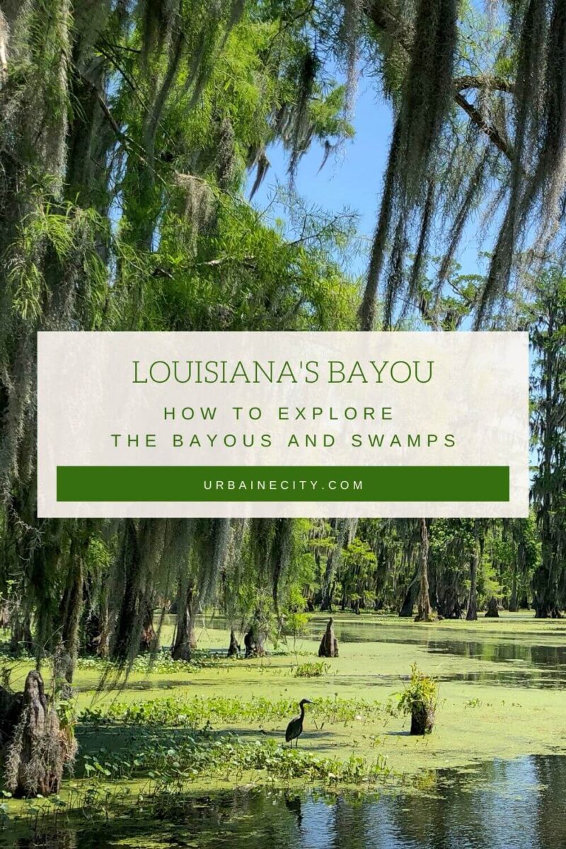 How to visit the bayou and swamps in Louisiana - Urbaine City