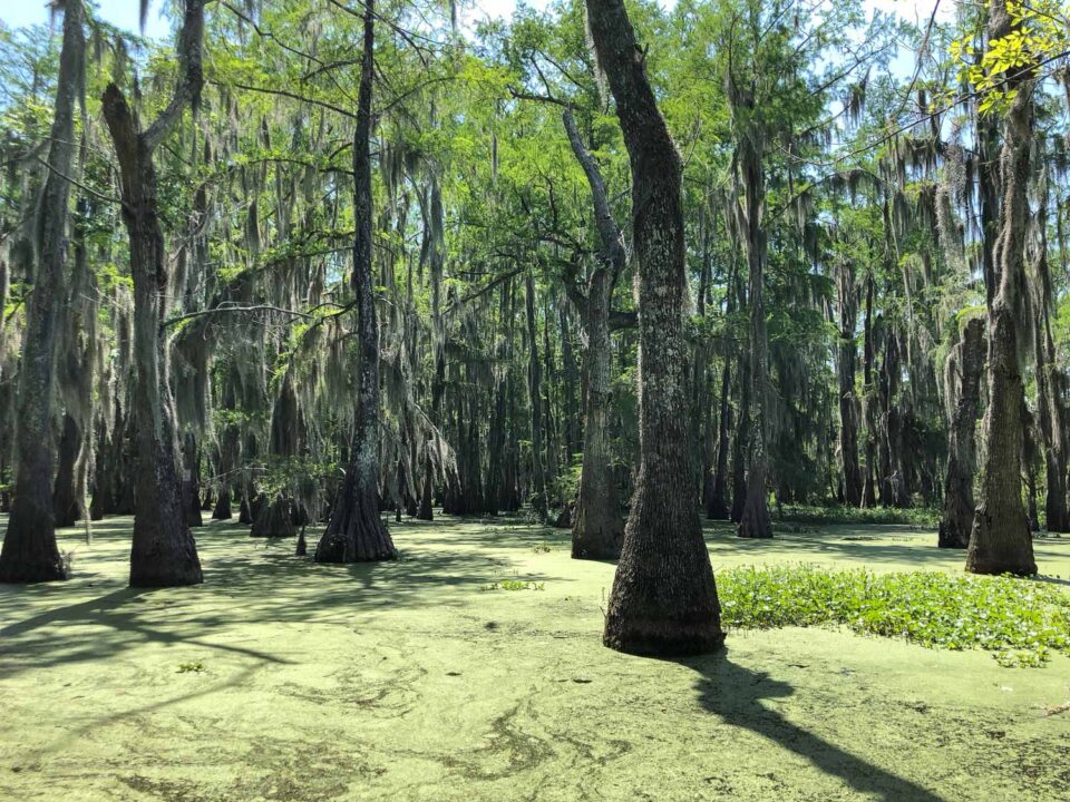 How to visit the bayou and swamps in Louisiana - Urbaine City