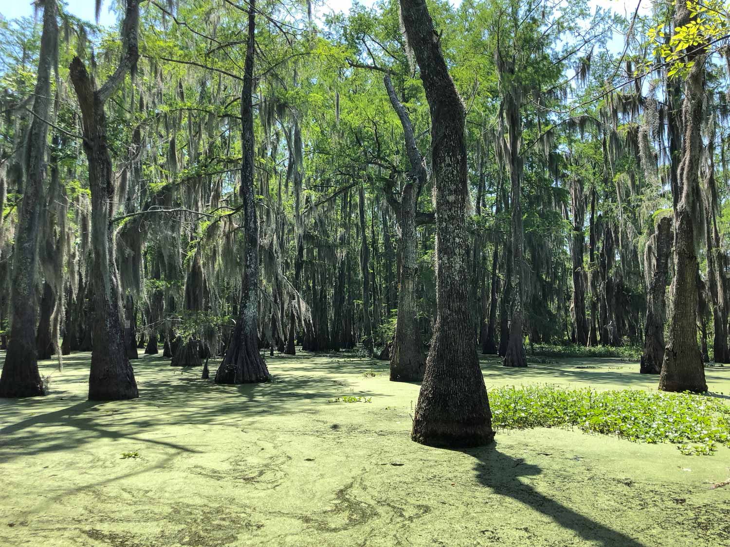 How to visit the bayou and swamps in Louisiana - Urbaine City
