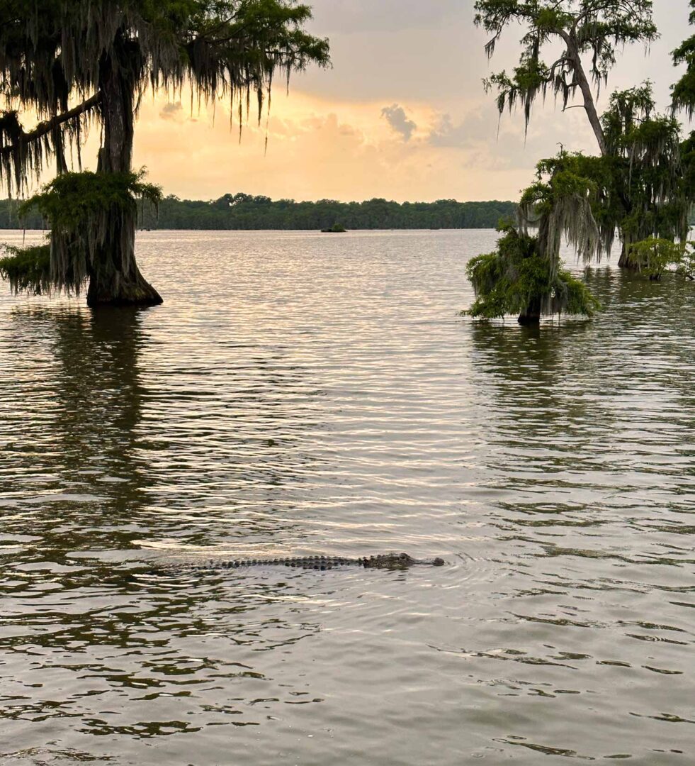 How to visit the bayou and swamps in Louisiana - Urbaine City