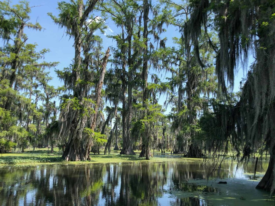 Comment visiter le bayou et les marais en Louisiane - Urbaine City