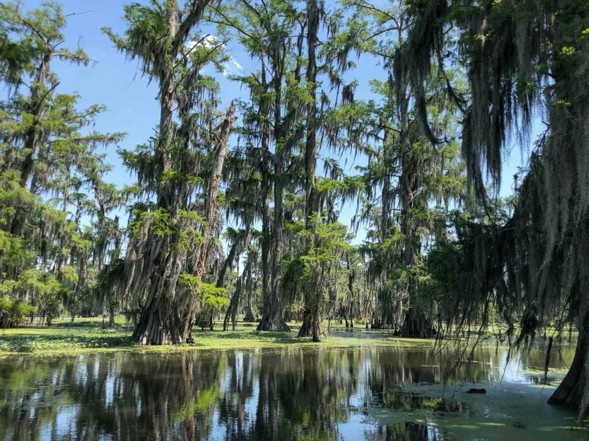 How to visit the bayou and swamps in Louisiana - Urbaine City