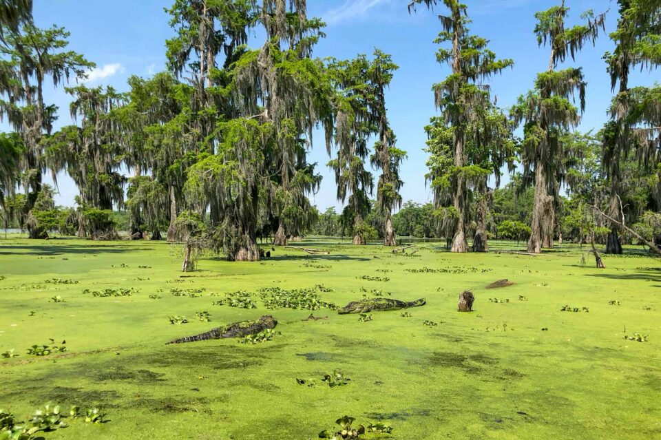 How to visit the bayou and swamps in Louisiana - Urbaine City