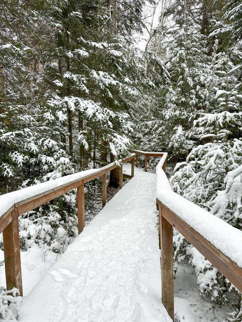 Wild Lights: magie hivernale au Wild Center - Urbaine City