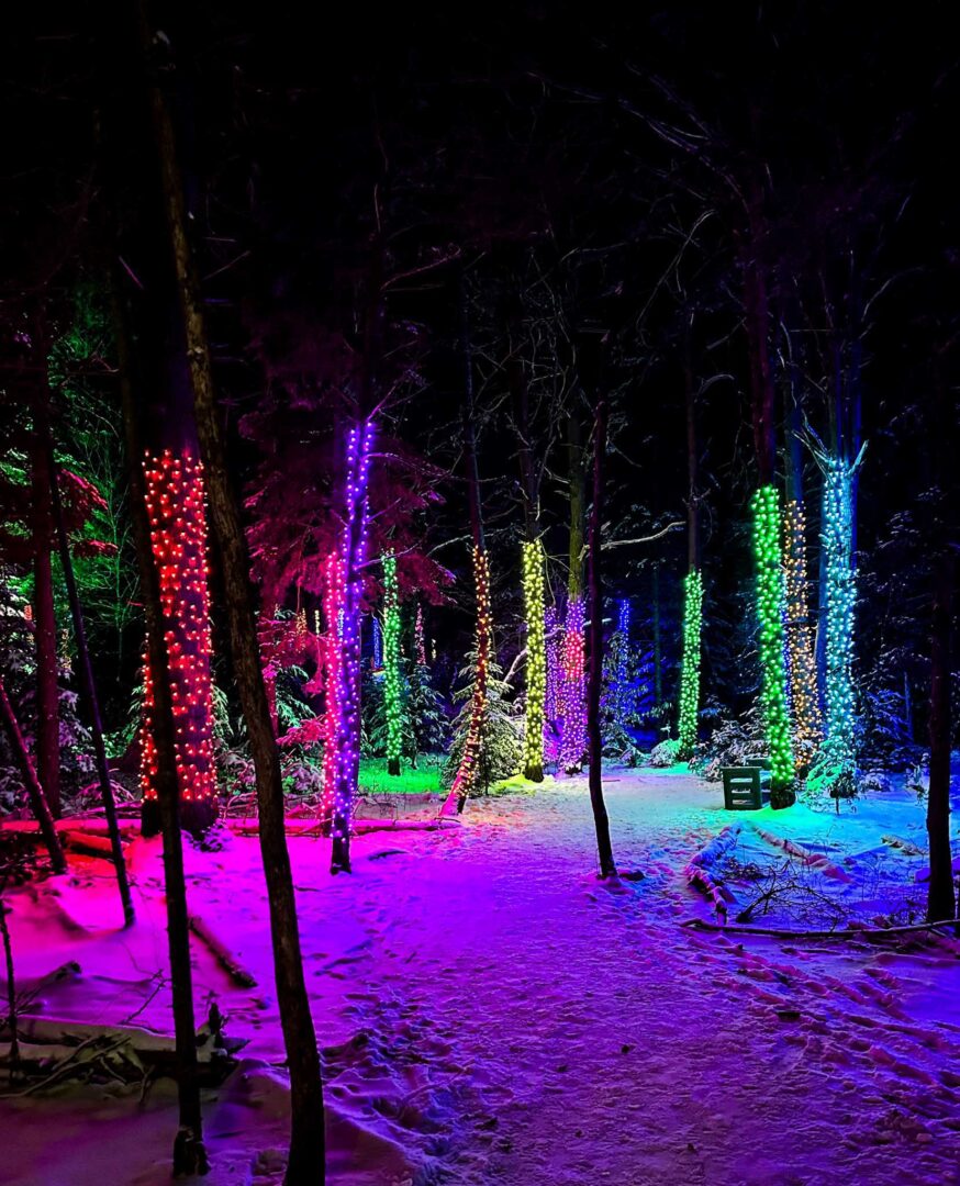 Wild Lights: winter wonderland at the Wild Center - Urbaine City