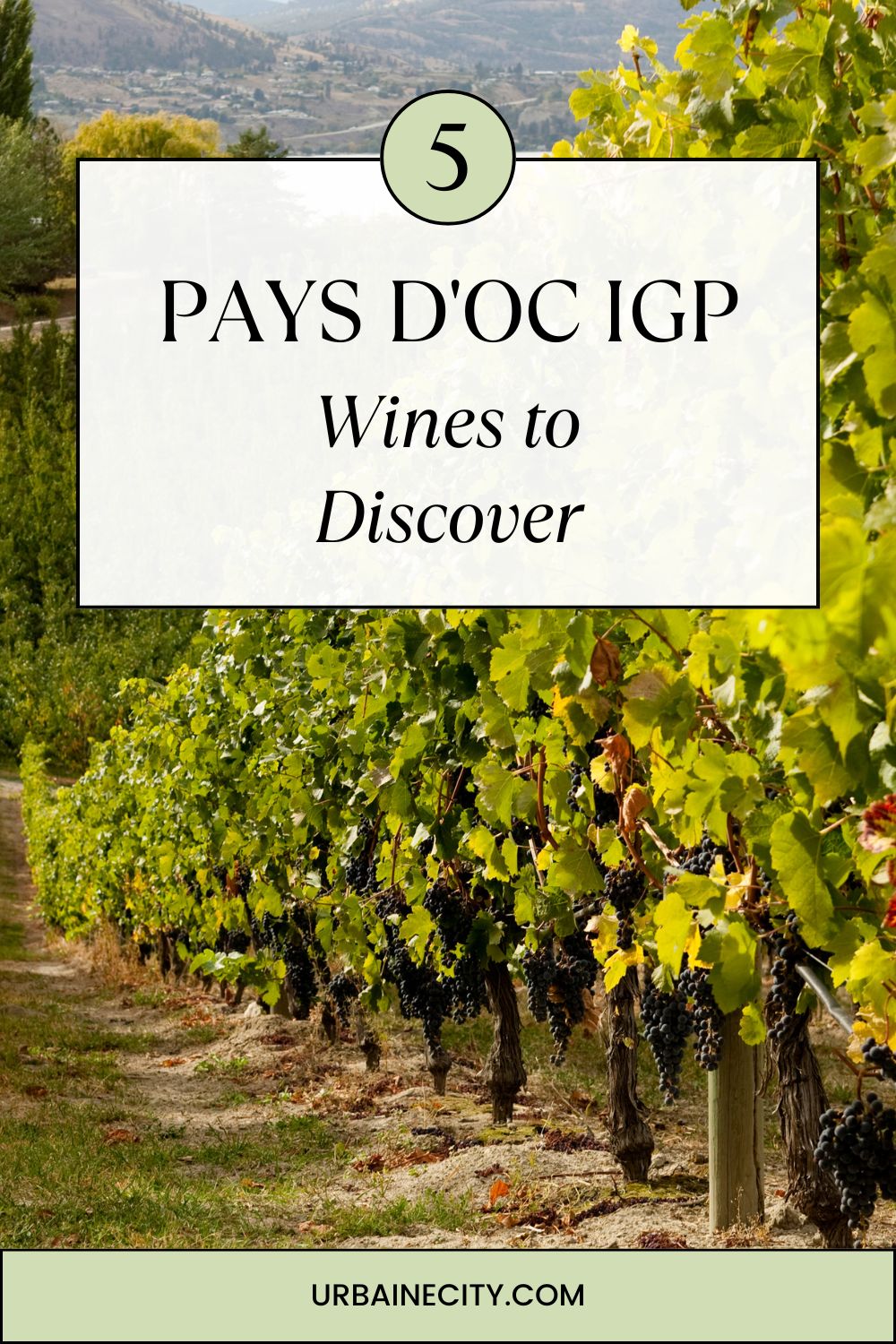 5 Pays d'Oc IGP Wines to Discover - Urbaine City